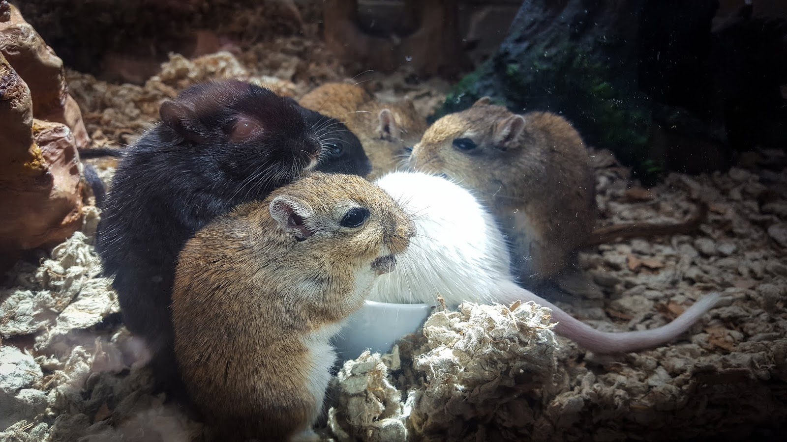 Introducción: ¿Qué es un jerbo? - Todo Jerbos mx