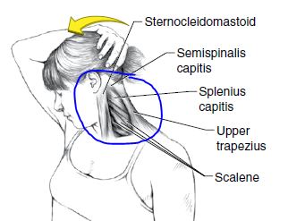 rasa yoga cafe...: Neck Stretches!