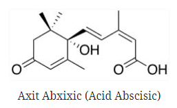Acid Abscisic là gì và vai trò của Acid Abscisic