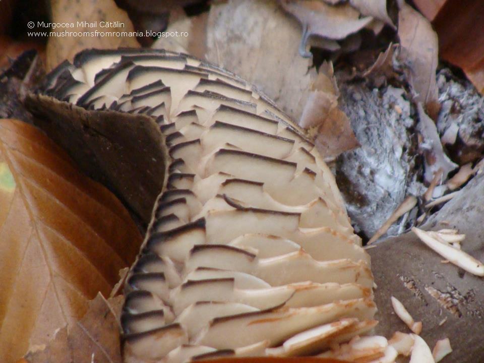 Mushrooms from Romania: Russula adusta