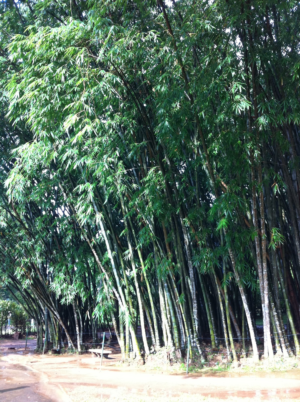 CAFE FENG SHUI: The Miracle of the Chinese Bamboo Tree