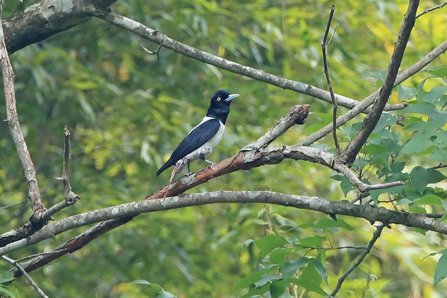 Not just birds: Guangdong and Guangxi 2-3 Jun 2018 - two Guangs twtiching