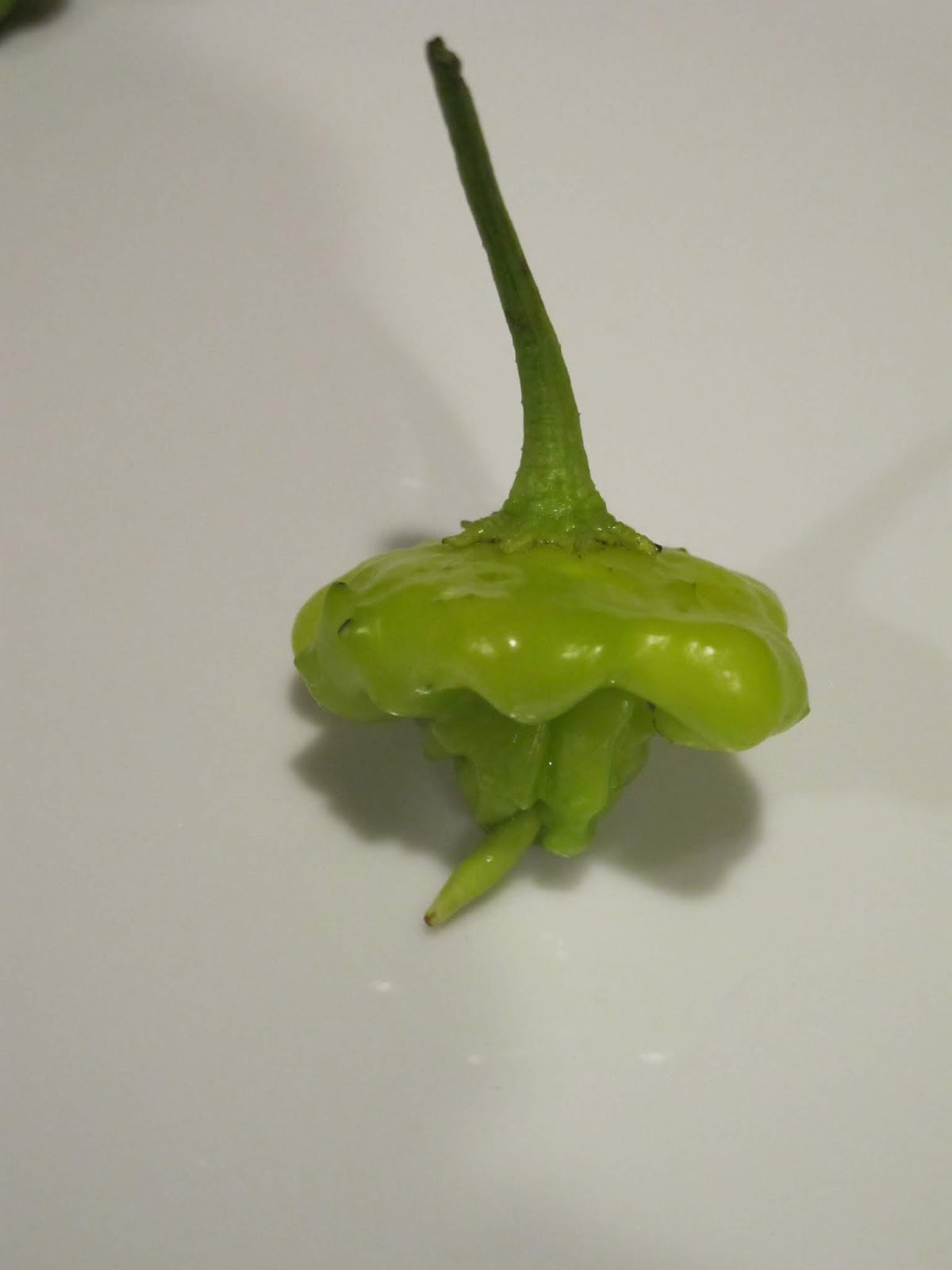 MCGA Board Blog: Pepper Profile: Mad Hatter