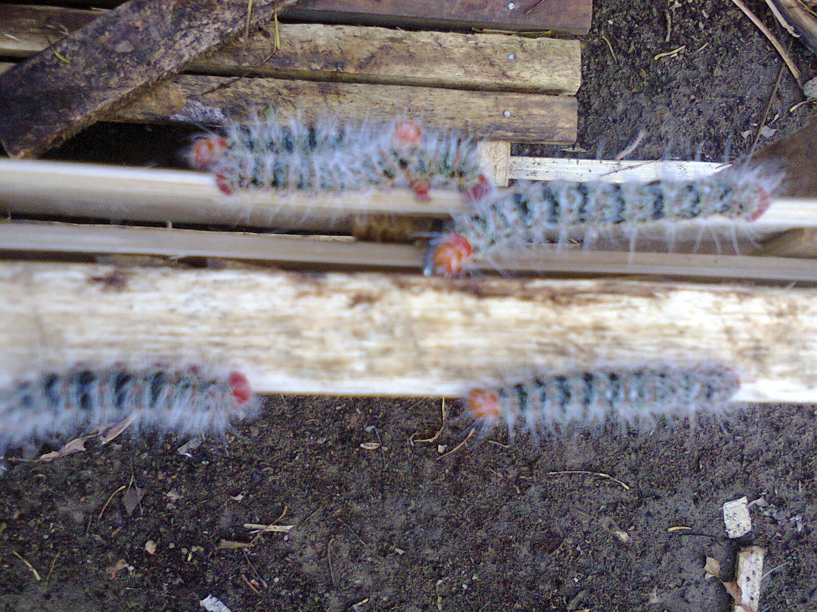 Penelitian Hama Ulat Pada Pohon Alpukat ~ kemul lorek