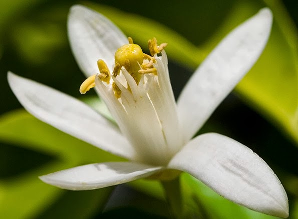 De la huerta la flor del azahar...: De la huerta la flor del azahar...