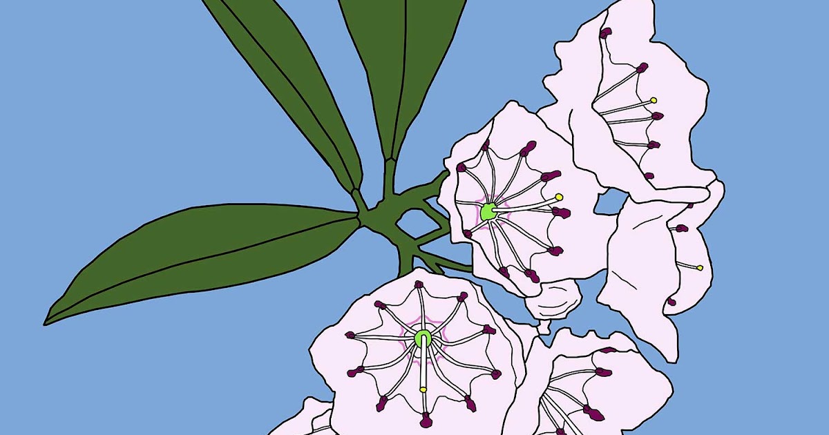 Traveling Mandalas: Connecticut State Flower.