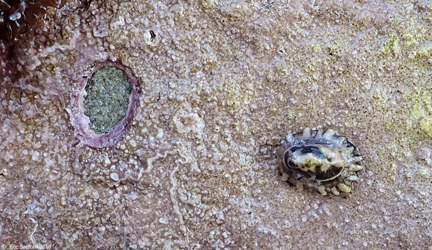 🔥 Chitons are Slug like animals whose entire shell acts like a giant ...