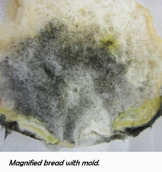 My Science Web School : Molds