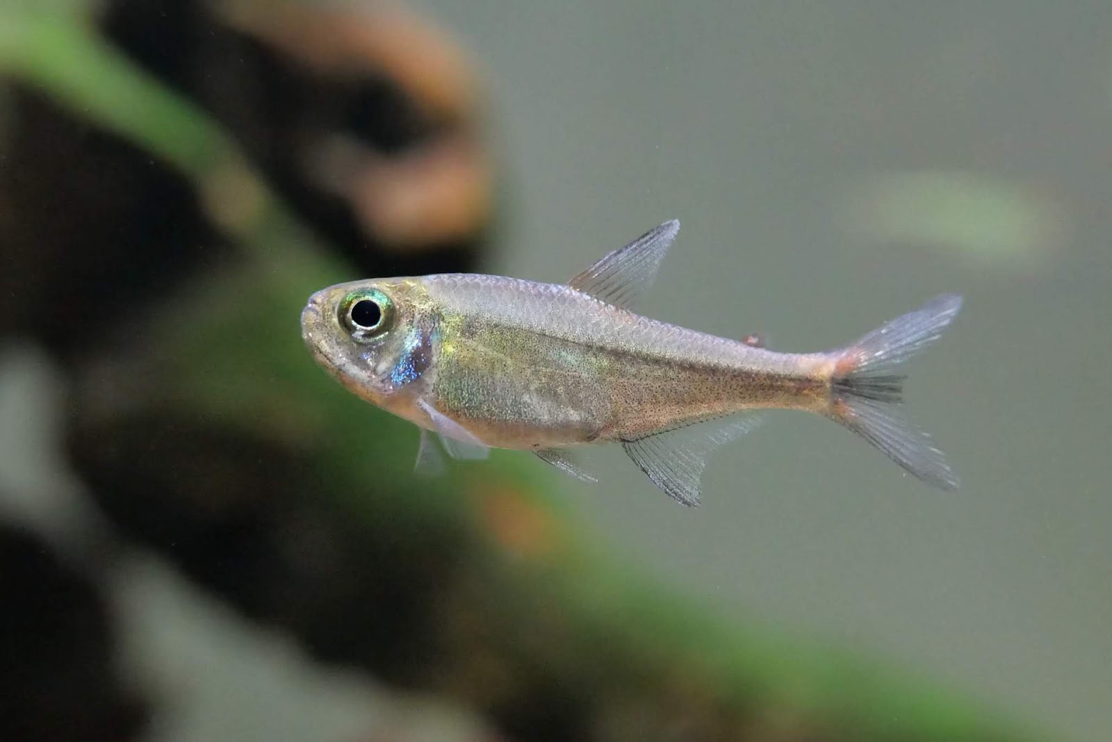 名燈天下: 紅鑽可卡燈 (Moenkhausia cf. rubra)