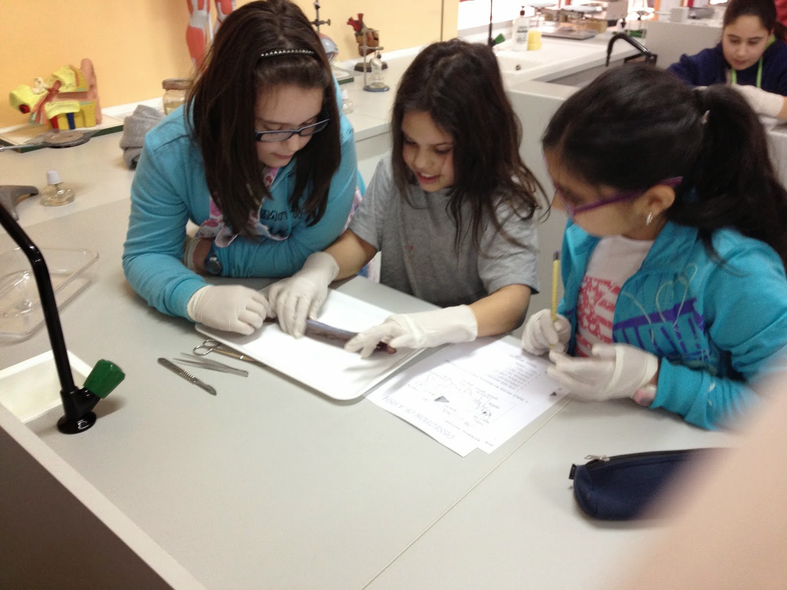 SCIENCE IN THE SCHOOL: DISSECTION OF A FISH
