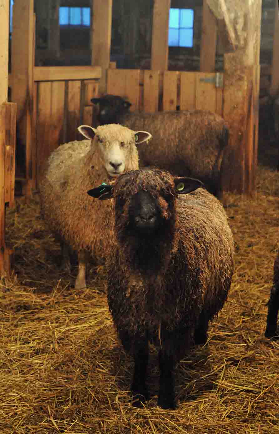 Punkin's Patch: Pretty Sheep