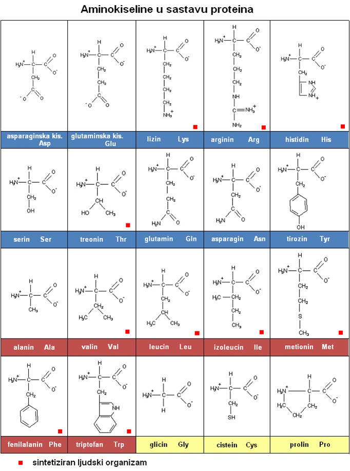 Instrukcije iz kemije i biologije: Sinteza proteina