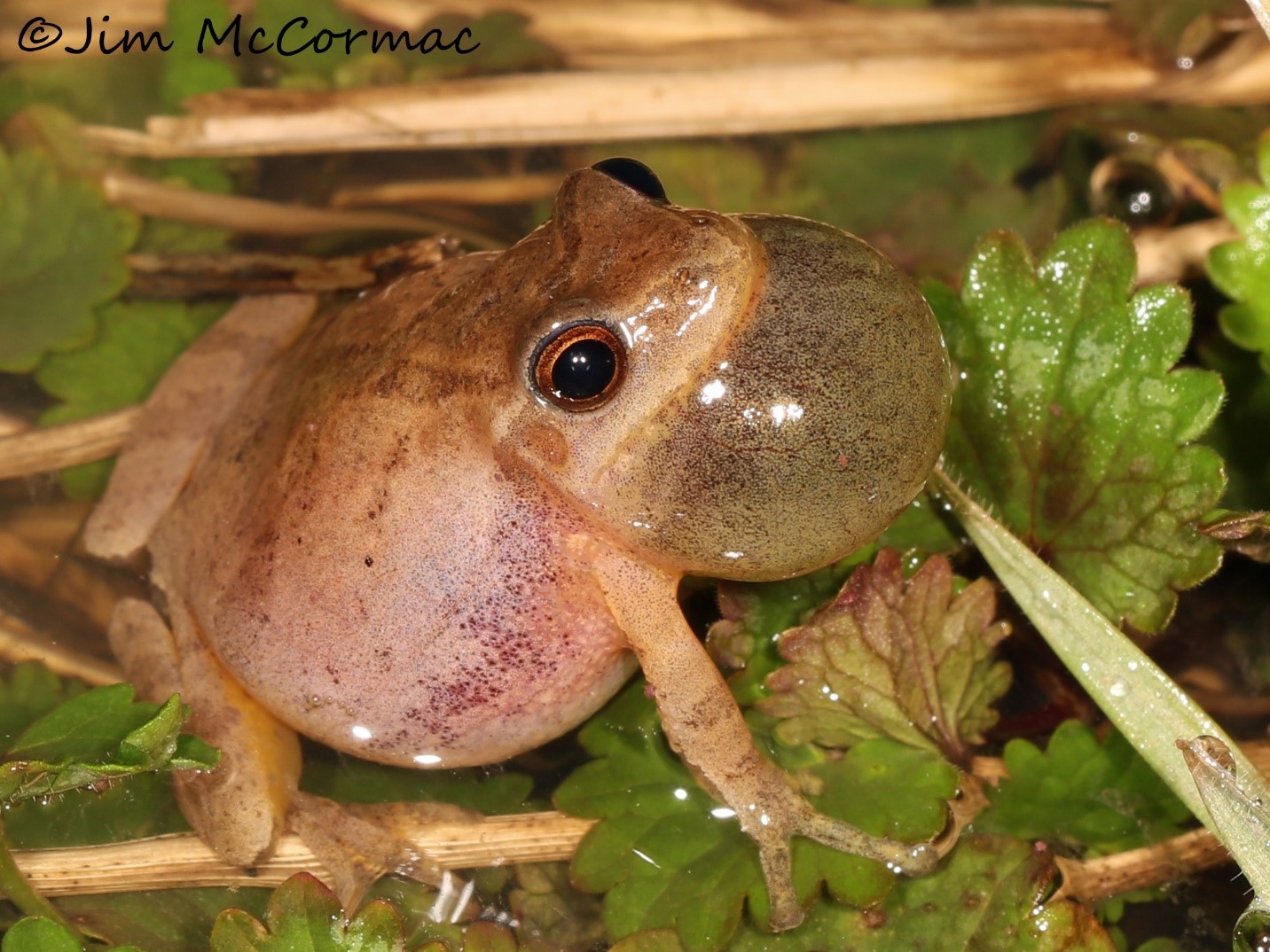 Ohio Birds and Biodiversity: Eastern Spadefoot Toad - finally!