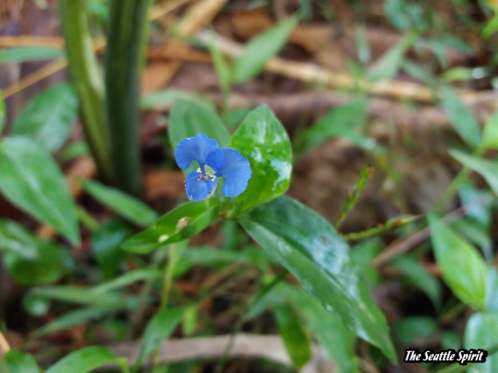 Climbing Day Flower, Gewor (Commelina diffusa L.)