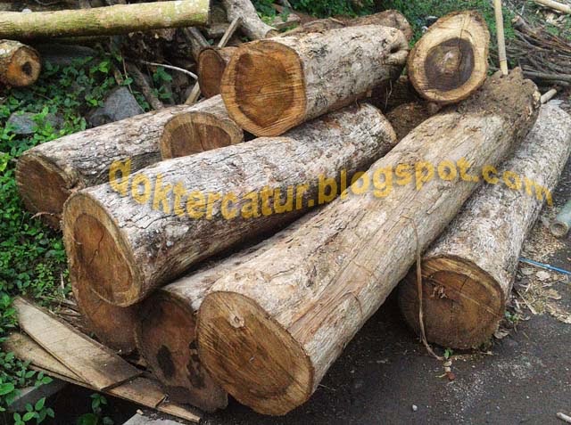 doktercatur: Tentang Kayu Sawo, Sonokeling, Duku dan Mahoni