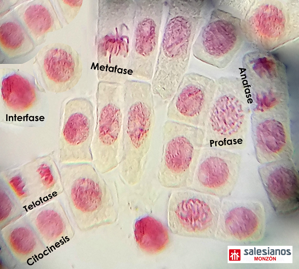 ConCiencia: Observación de Mitosis en células vegetales