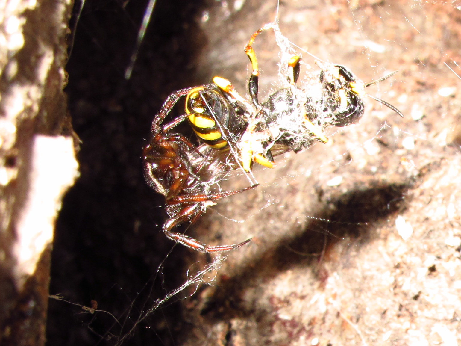 BugBlog: December 2012