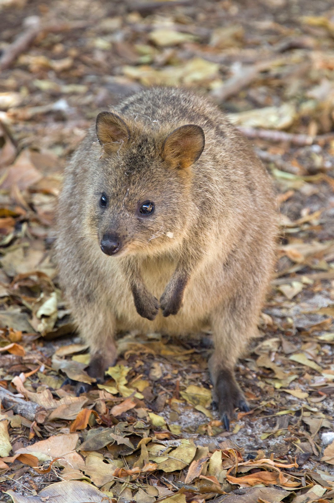 Nature Scribe: Meet The Quokkas