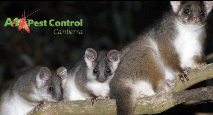 Canberra Pest Control Hub