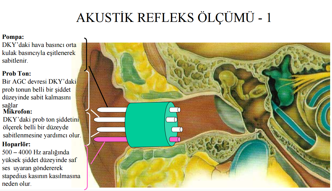 ODYOLOJİDE TEORİK VE PRATİK BİLGİLER: AKUSTİK REFLEKS ARKI