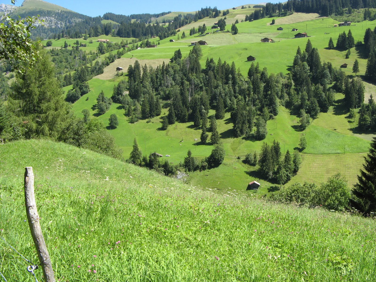 An East Sussex Garden: Swiss Meadows