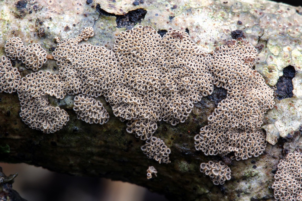 Merismodes fasciculata (Schwein.) Donk • CEMAS Orden Agaricales