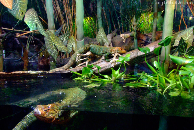 Caiman Lizard Enclosure