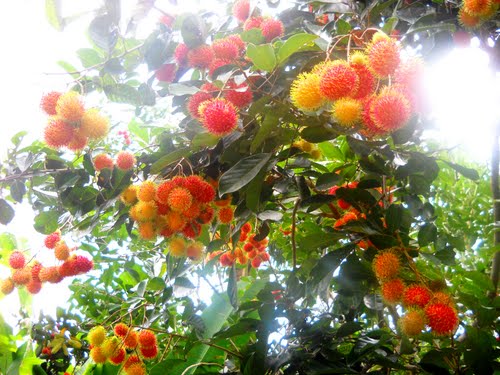 Rambutan Binjai: Rambutan Binjai