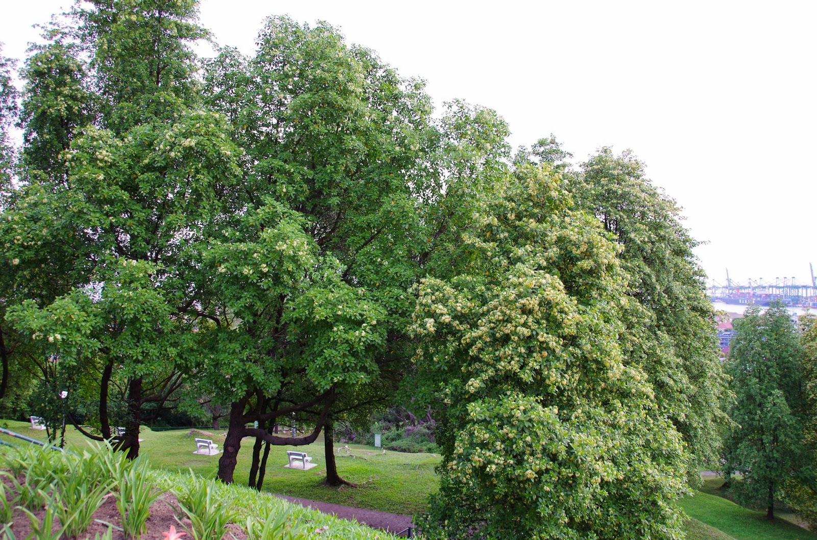 Trees and Plants: Tembusu