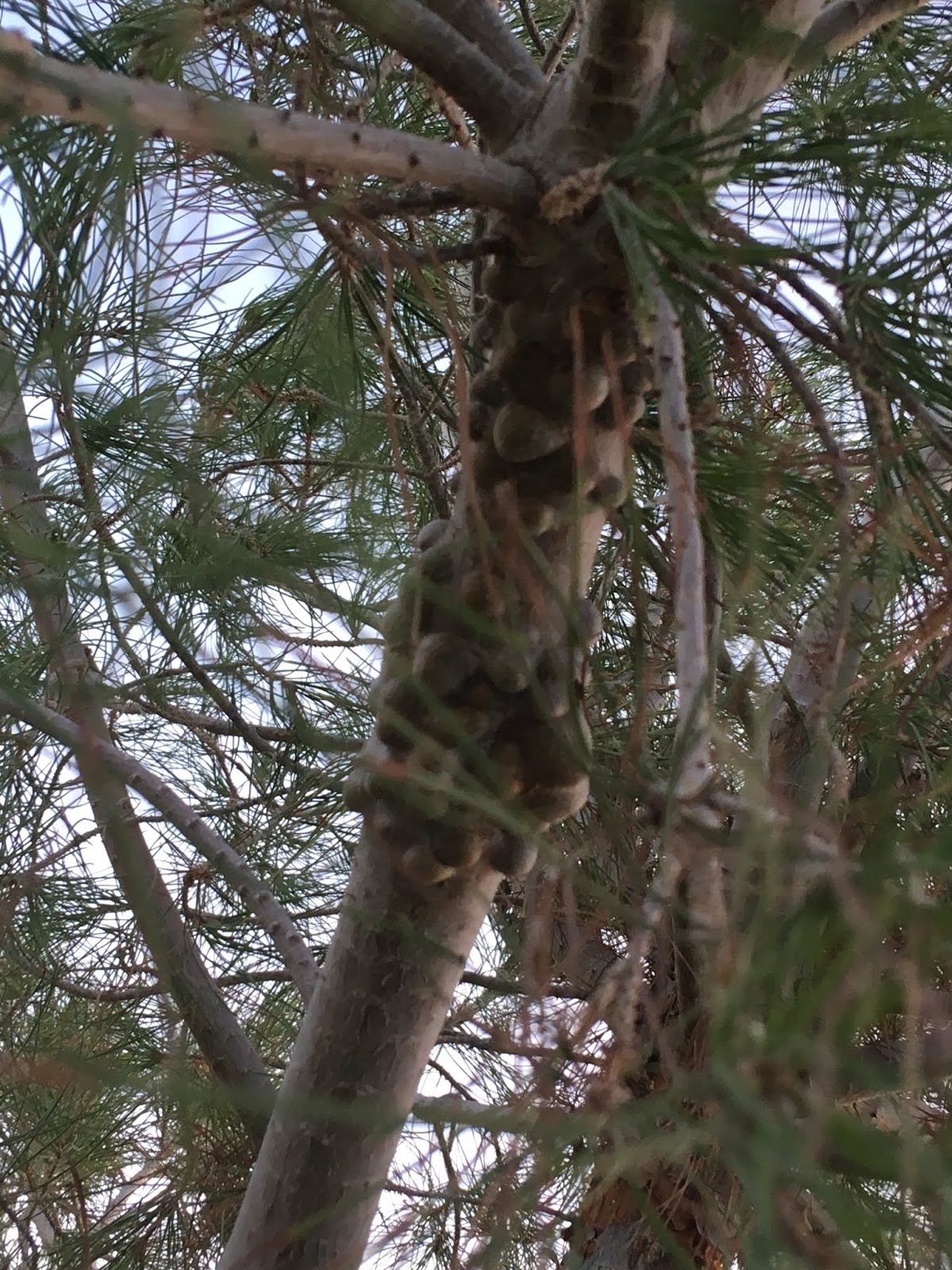 Xtremehorticulture of the Desert: Whats Causing Warts on Limbs of My ...