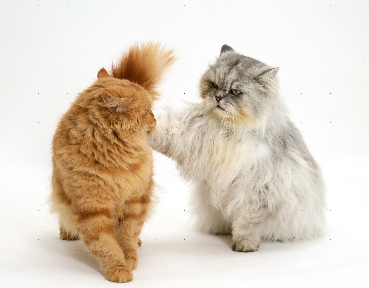 Cats' LadyVet - Doctorita Pisicilor: Persana