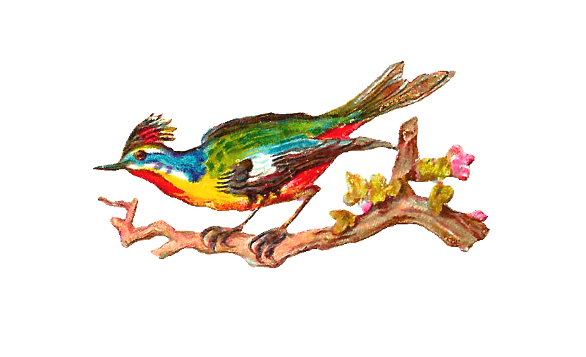 Antique Images: Free Bird Clip Art: Antique Bird Clip Art of Colorful ...