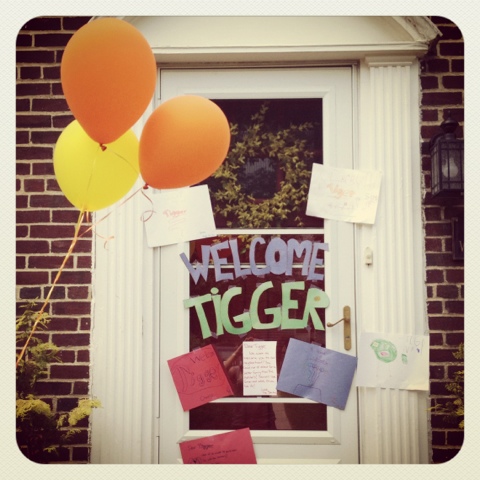 Constraint Induced: Welcome Home Tigger!