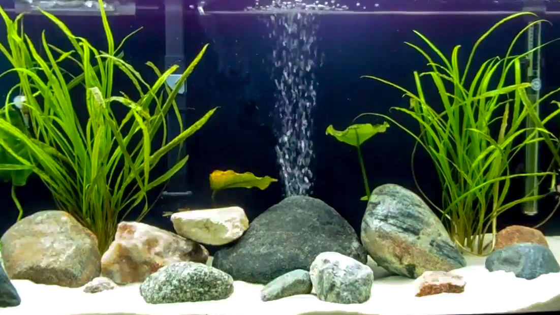 How To Care Tiger Barbs - Aquarium's Care