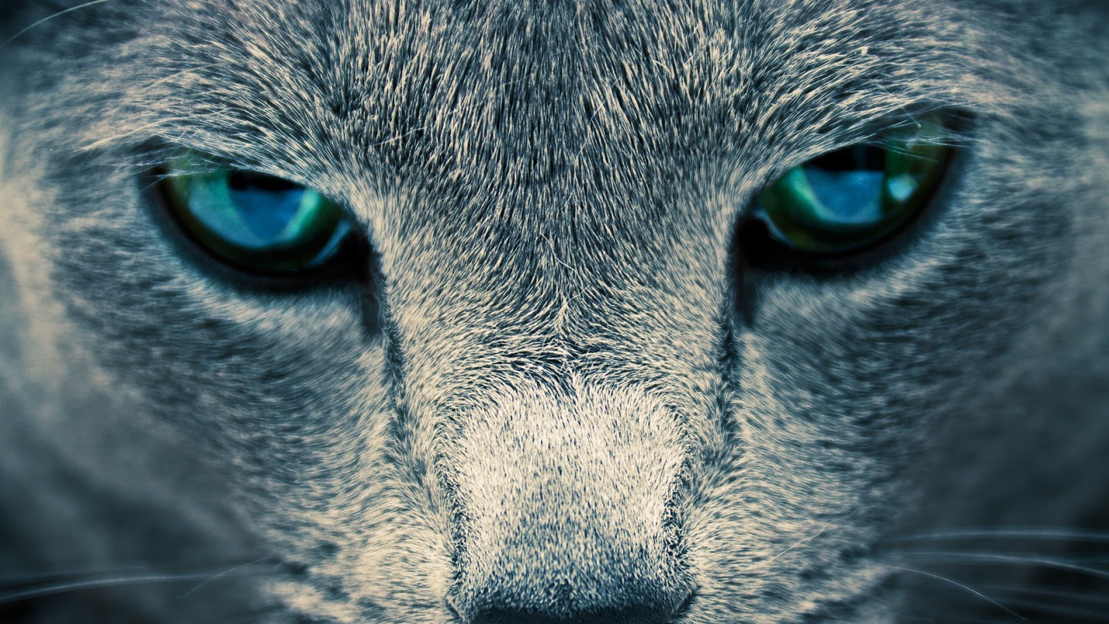 HD Cars Wallpapers: hd wallaper for pc