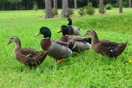 My Duck Collection: Mallard Ducks