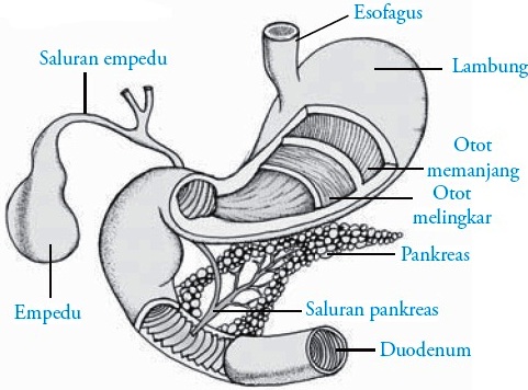 Struktur dan Fungsi Lambung Manusia