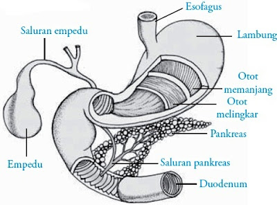 Struktur dan Fungsi Lambung Manusia