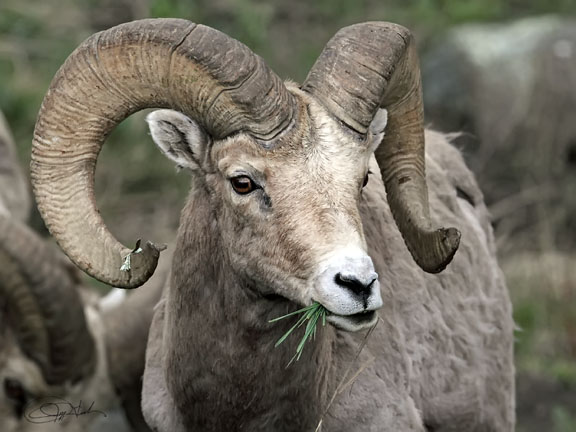 Ecobirder: Big Horn Ram