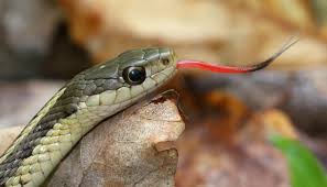 Welcome to Around knowledge and facts.: How do snakes hear?