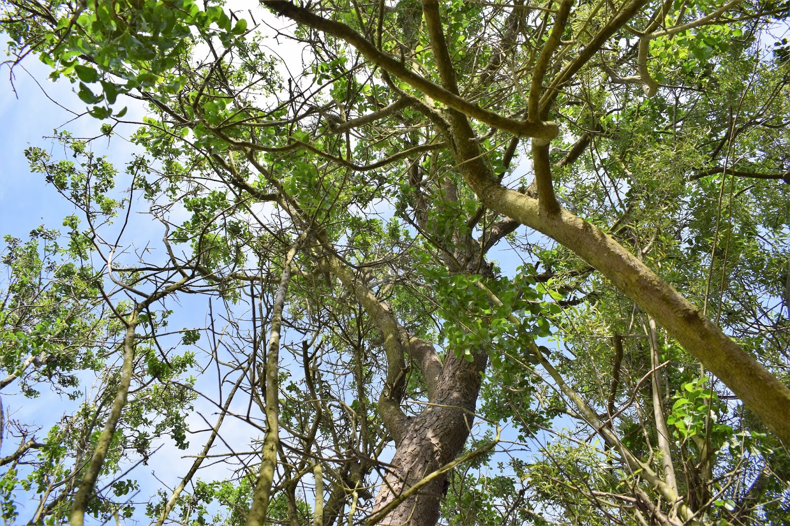 Fernando Ruz: Plantas nativas de Chile: Quillay, küllay, Quillaja saponaria