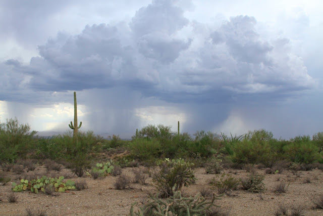 Sonoran Connection: Anatomy of Two Arizona Storms