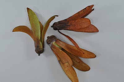 Cikgunesli: Kemandiran Spesis