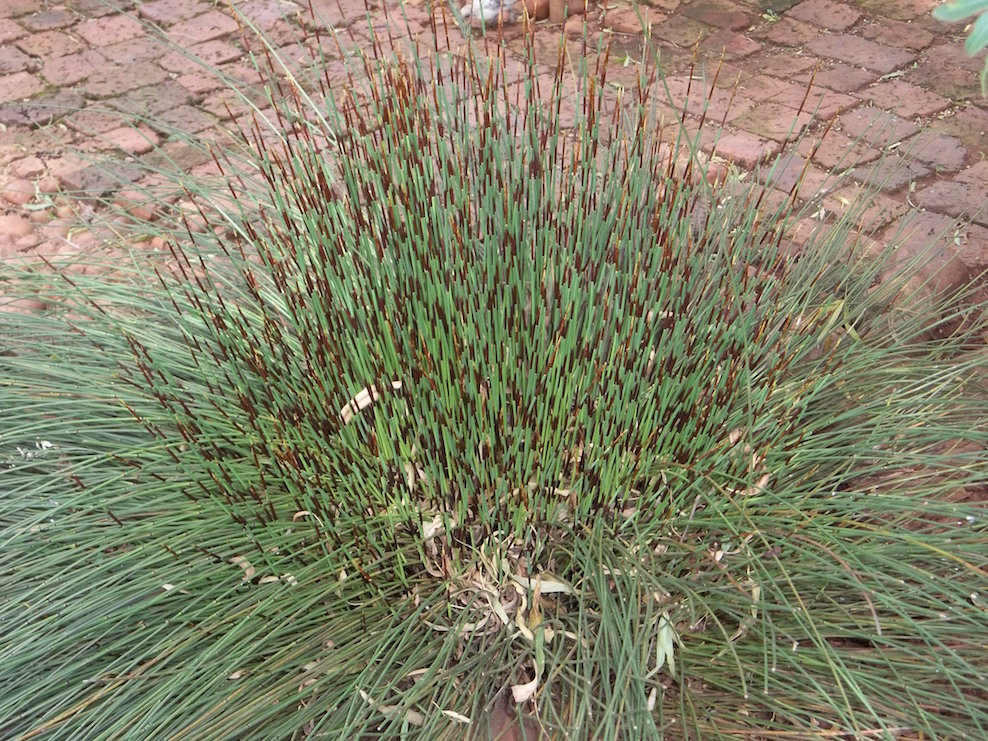 Hedgie's Nature Journal : Eager for Winter?