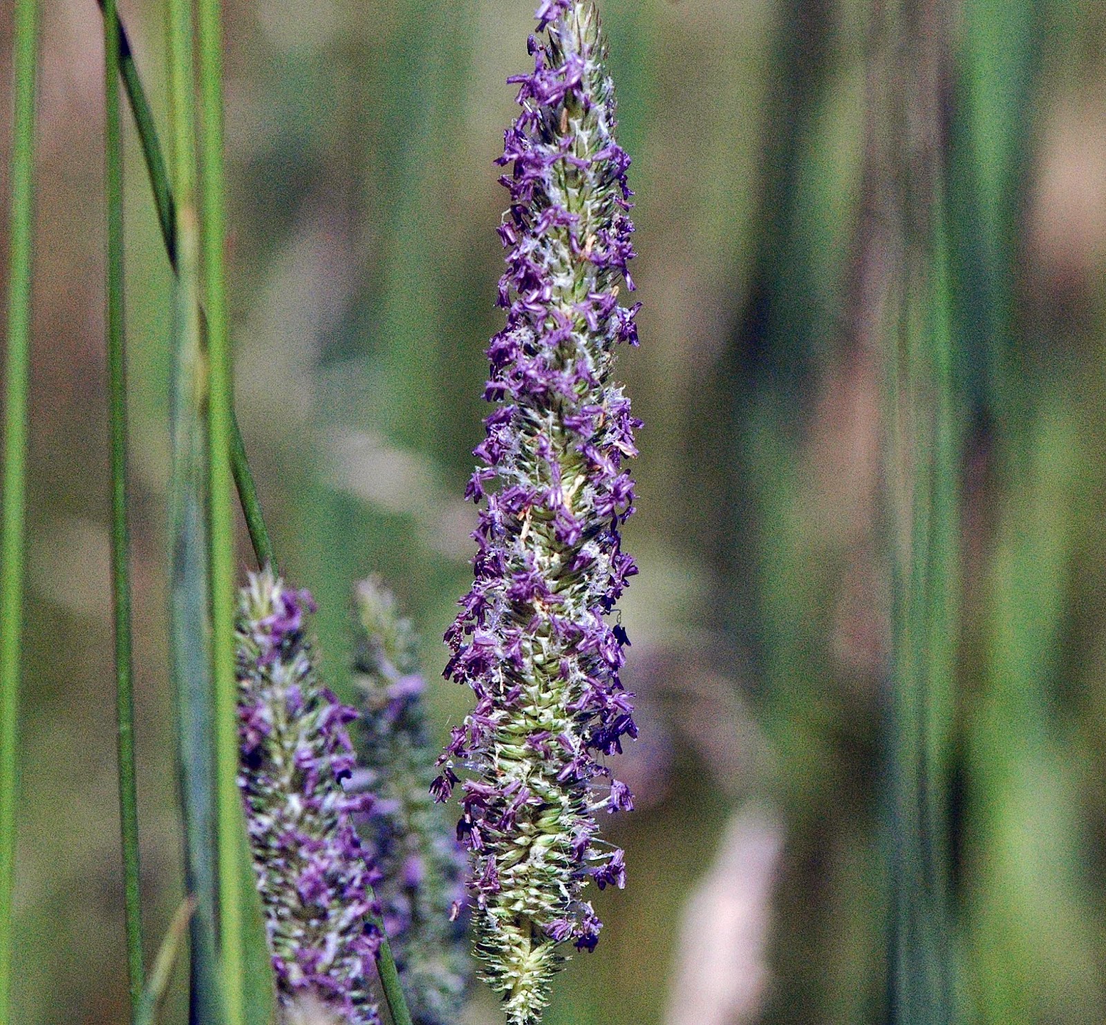 Field Biology in Southeastern Ohio: Nature Preserves: Mill Creek & Wahkeena