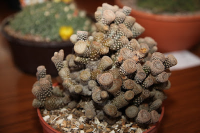 Puna clavarioides care and culture | Travaldo's blog