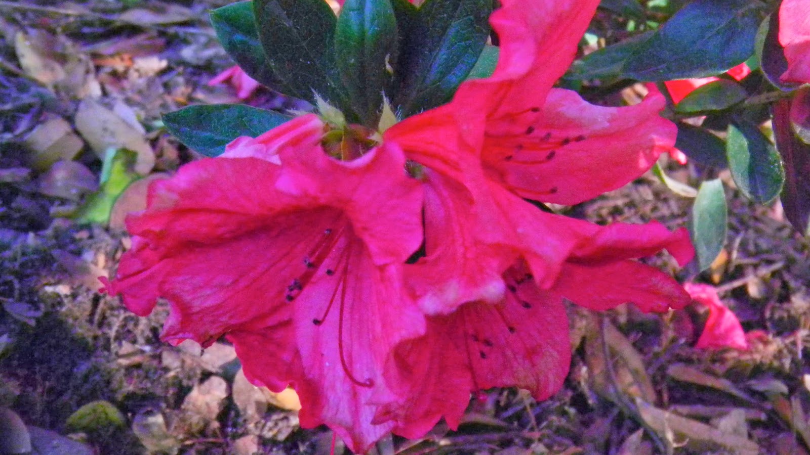 The Traveling Gardener: Southern Charm