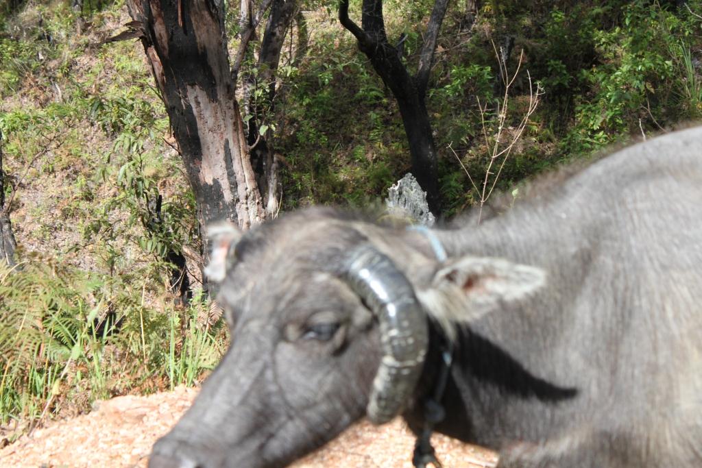 O Novo Selvagem: Animais domésticos de Timor-Leste