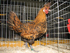 Breed Savers: Appenzeller Spitzhauben