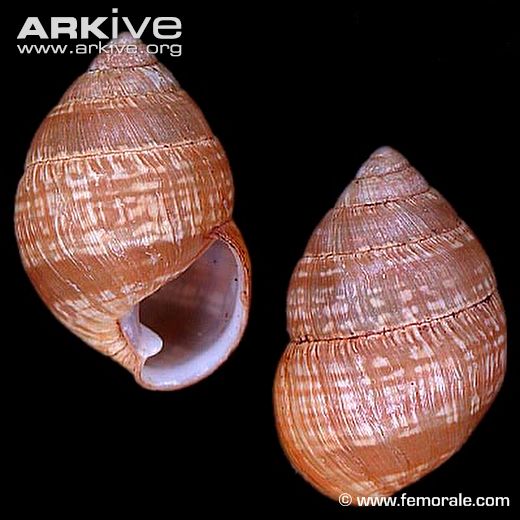 Laberinto en extinción: Caracol terrestre amastrid (Amastra reticulata)